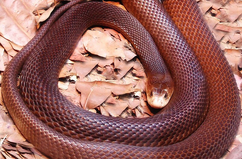 Man, 77, dies six days after being bitten by a taipan in his lounge ...