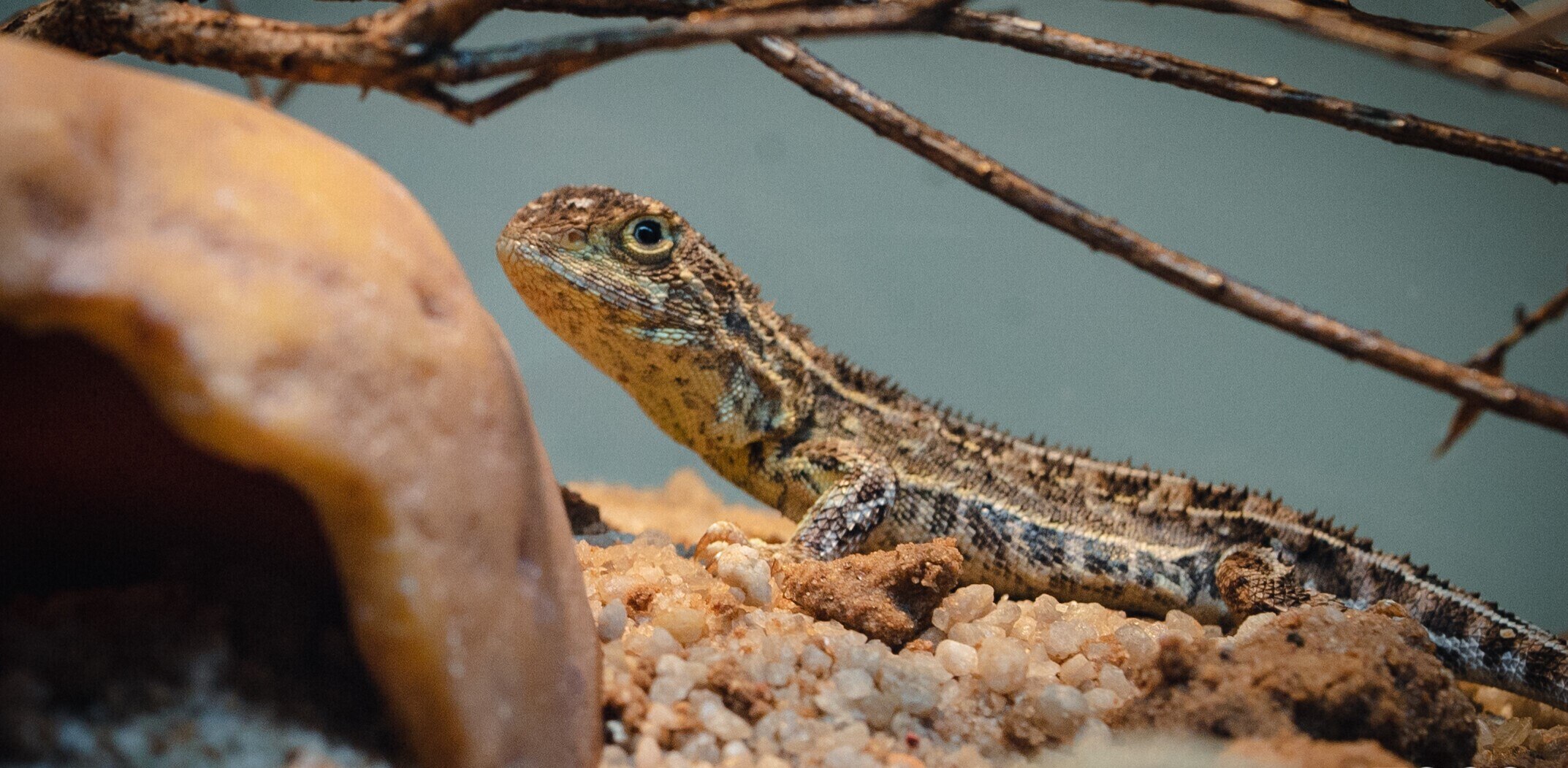 Earless dragon previously thought extinct stalls development of 310,000 ...