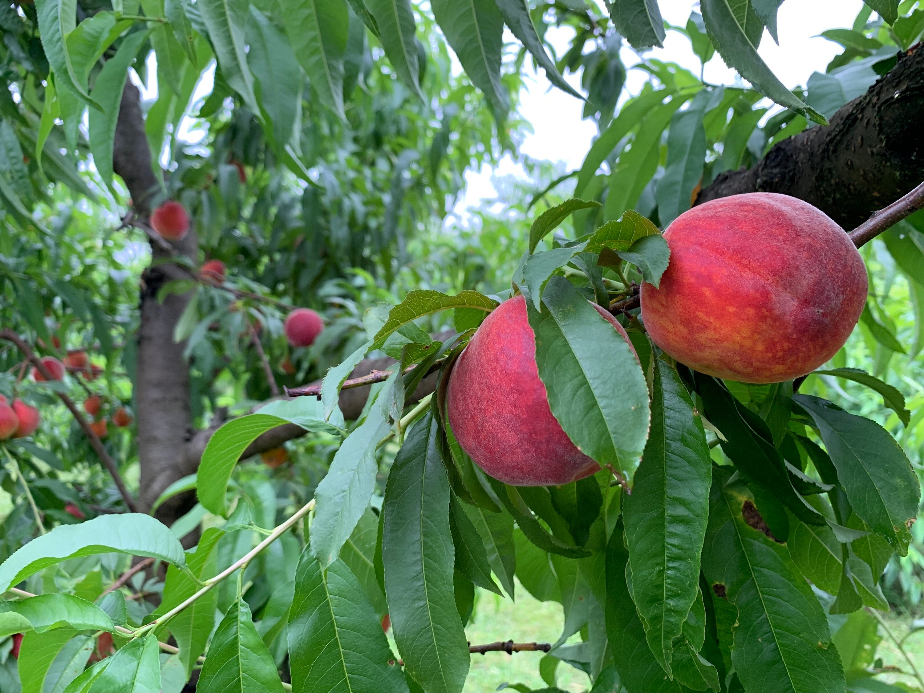 Roots and Shoots with Amber Cunningham and Sabrina Hahn - ABC listen