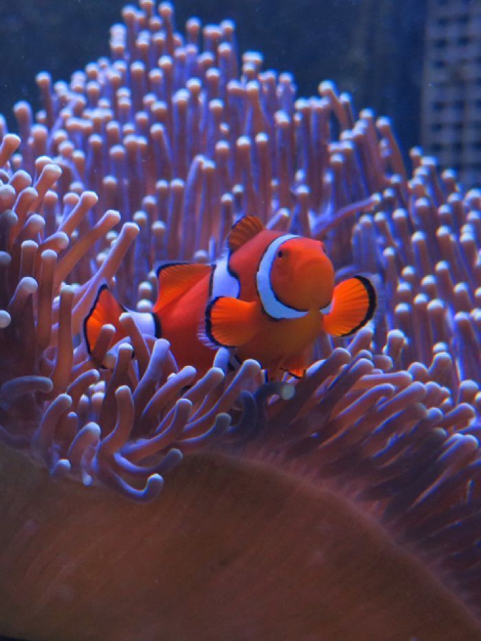 Scientists discover a giant reef behind the iconic Great Barrier Reef ...