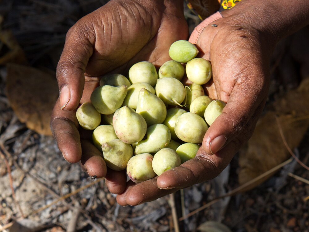 Indigenous community starts harvesting red bush apple that has high-end ...
