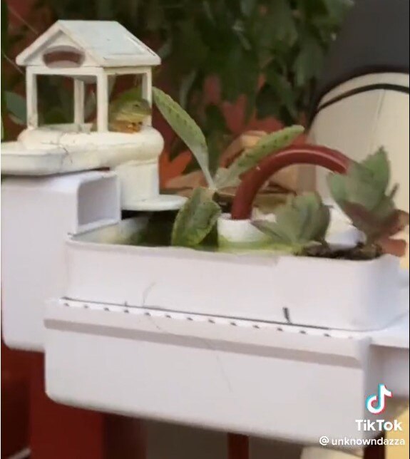 3D printed Frog Mansion goes viral - ABC listen