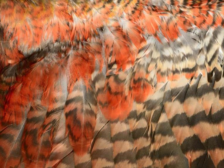 Māori, moko and the trade in human heads that haunts New Zealand today ...