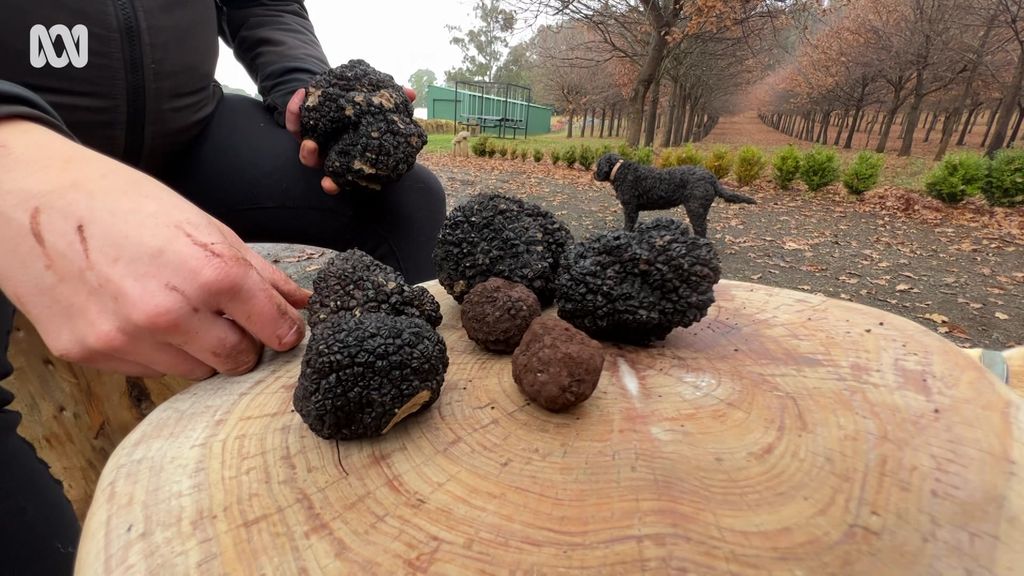 Truffles take a trip to Hobart for major festival - ABC News