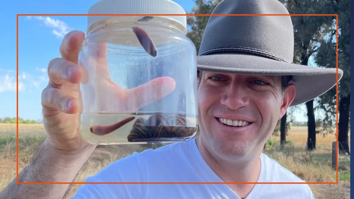 Red-worm-of-trout fish parasite initially discovered in NSW now found ...