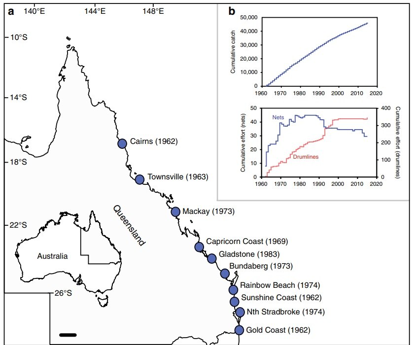 Large shark numbers have fallen 90pc in 50 years, Queensland study ...