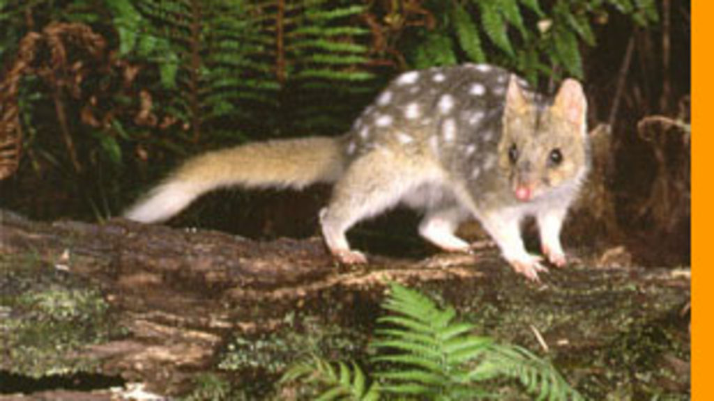 Talking quoll poo - ABC News