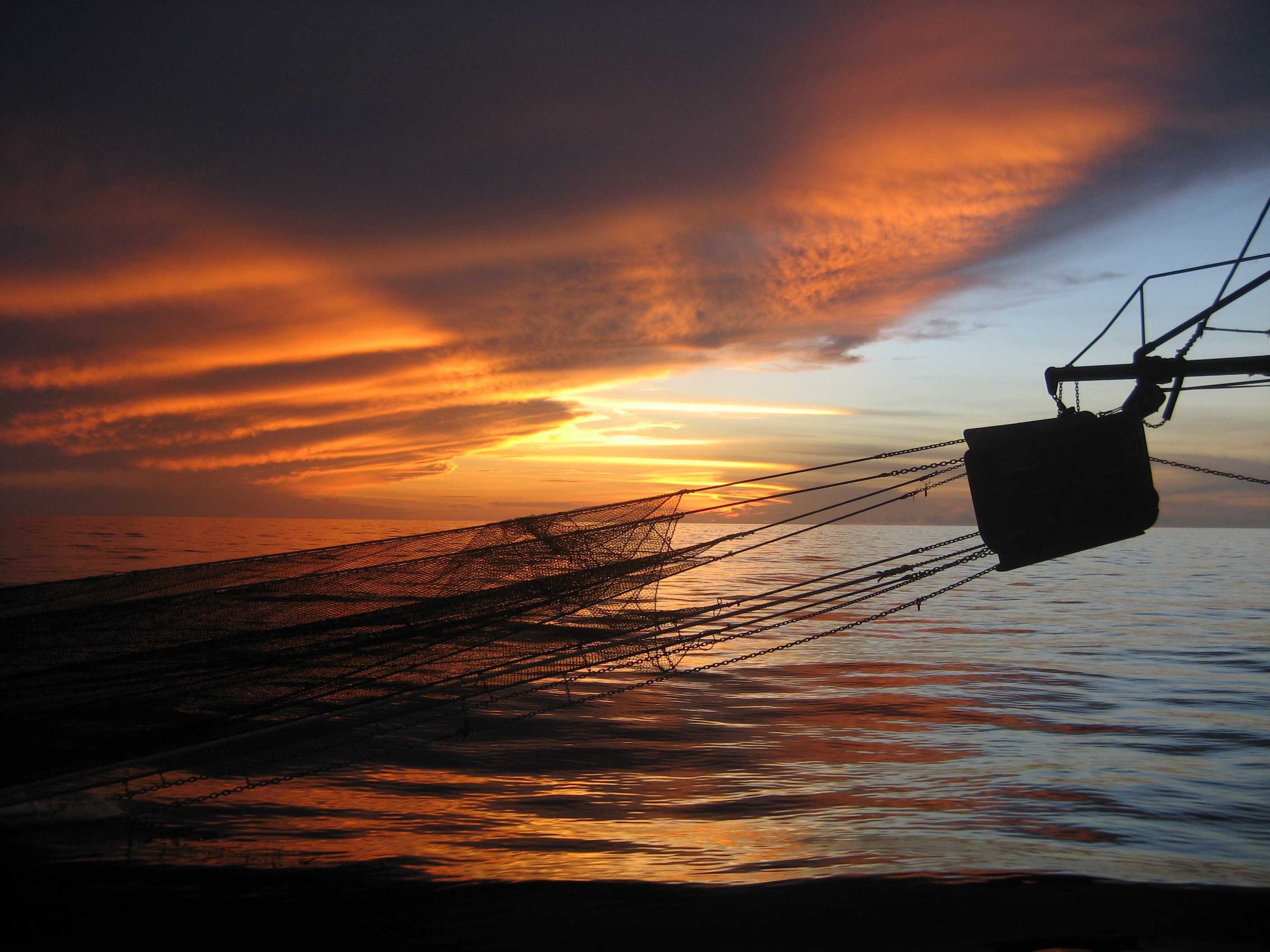 Low export prices prompt seafood industry to push more tiger prawns ...