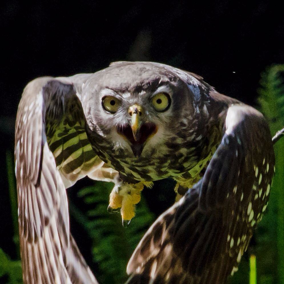 Listen to the sound of a barking owl scream - ABC News