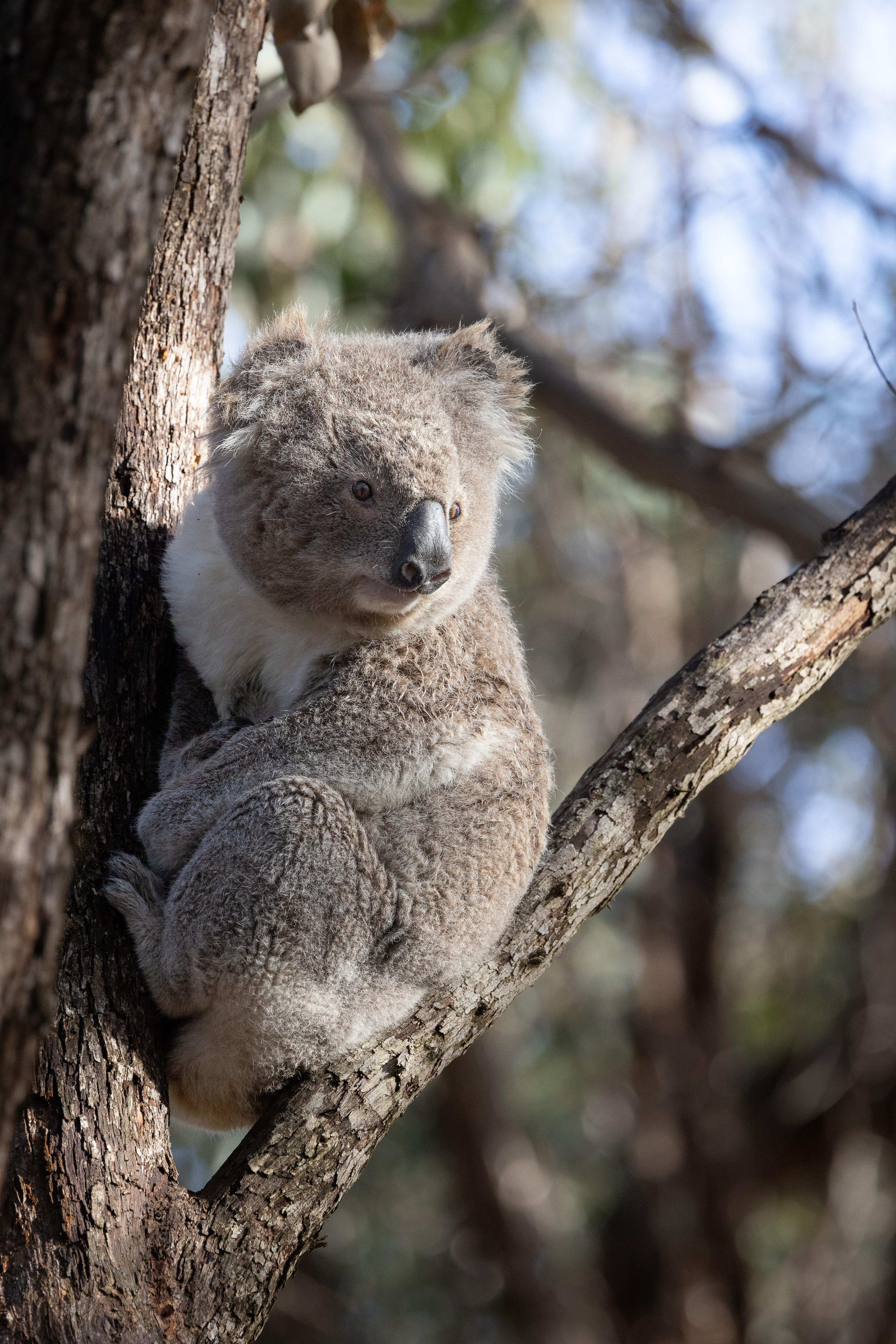 Koalas spend just 10 minutes a day risking their lives on the ground ...
