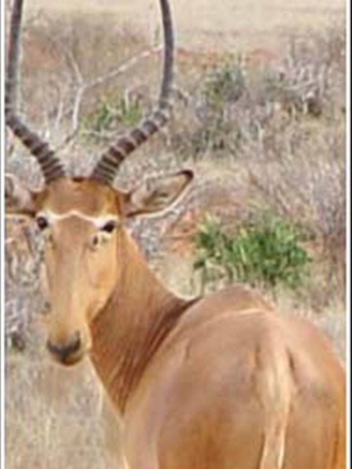 Unknown antelope close to extinction - ABC Radio