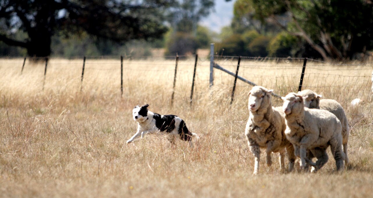 Dogs show sheep who's boss at national trials - ABC News