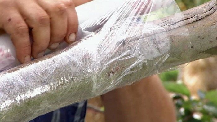 Possum-Proof Gardens - Gardening Australia