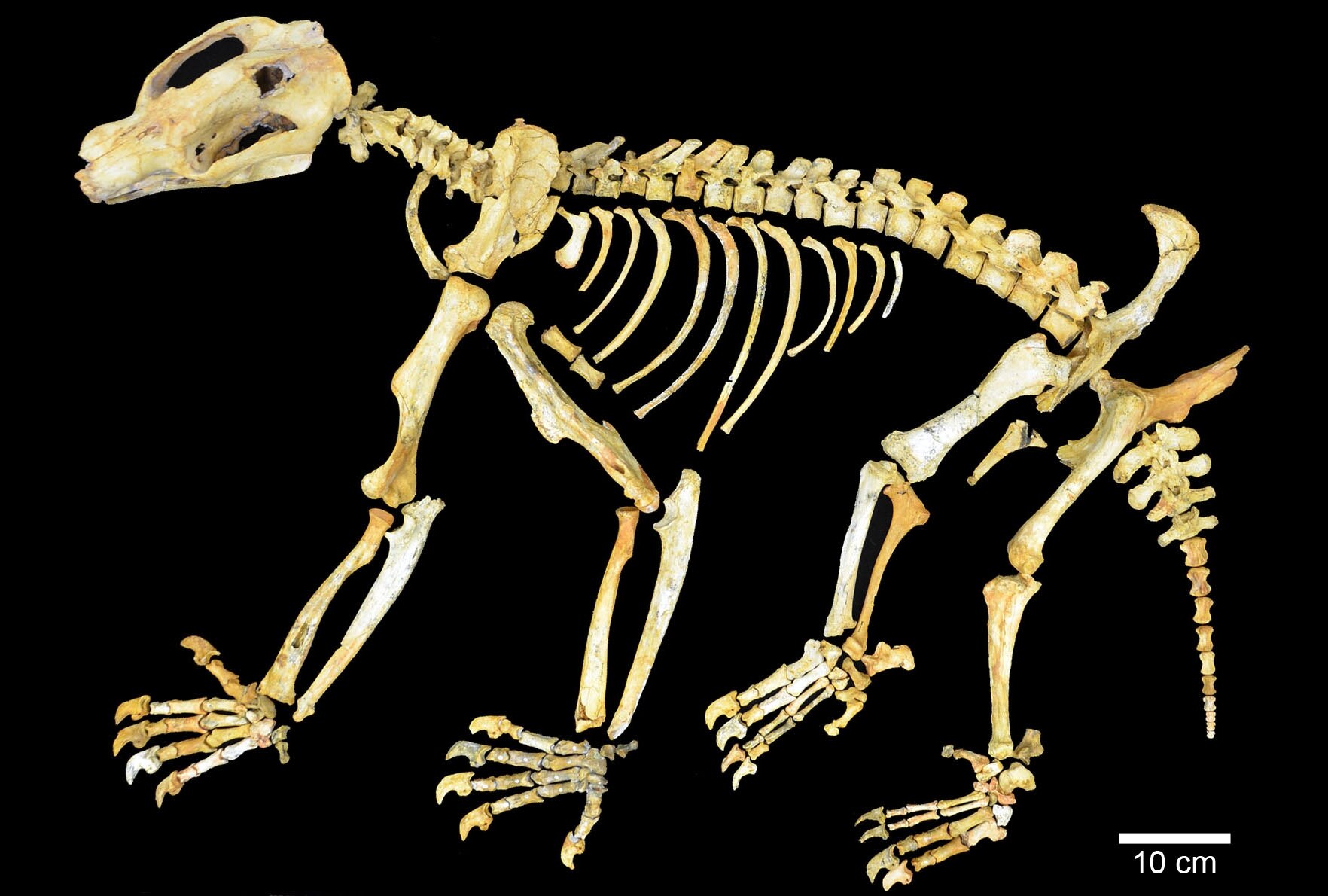 Giant tree wombat discovery wins science prize - ABC News