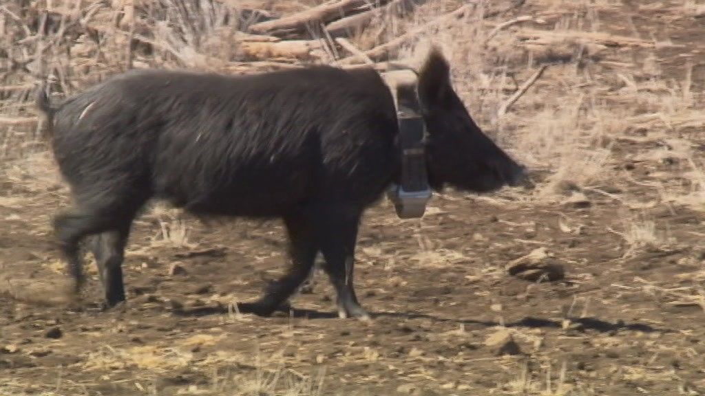 Pest Control: Satellite tracking helps eradicate feral pigs - ABC News