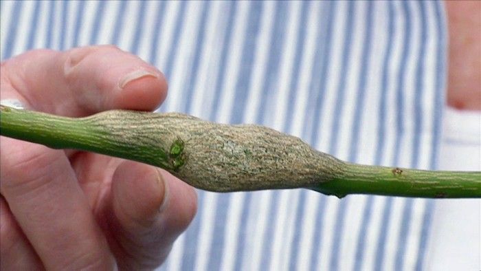 Composting Gum Leaves - Gardening Australia