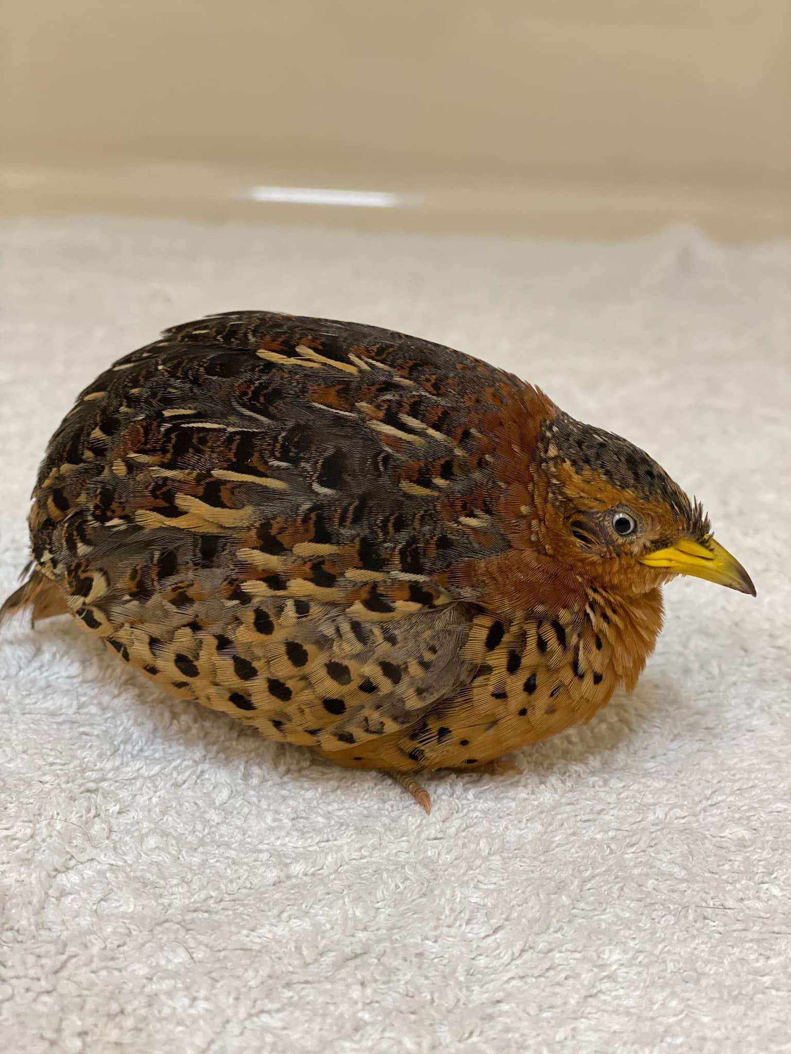 Rare quail spotted in Coffs Harbour, NSW, after wet weather results in ...