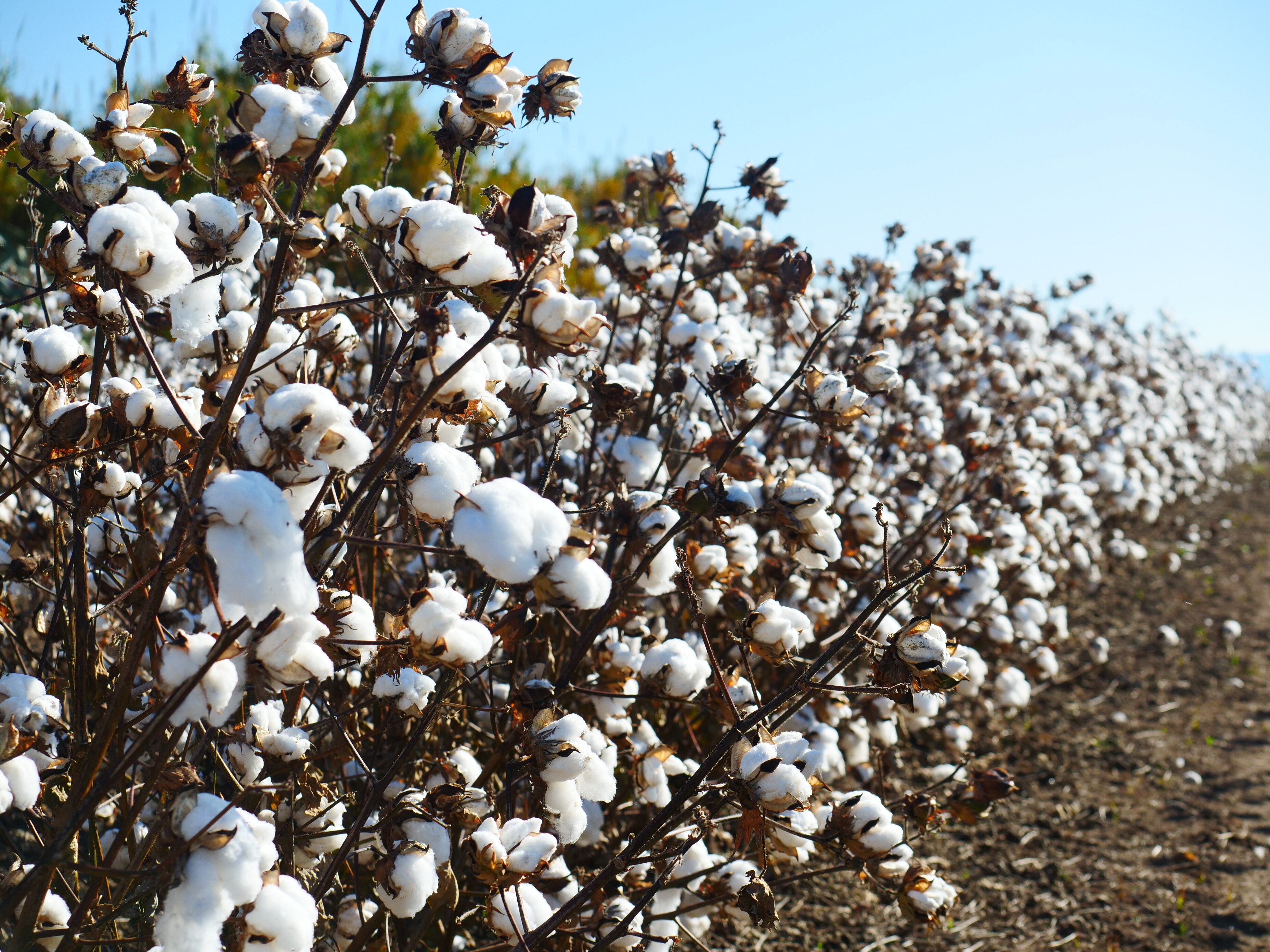 Hunter Valley farm plants cotton crop in dairy heartland - ABC News