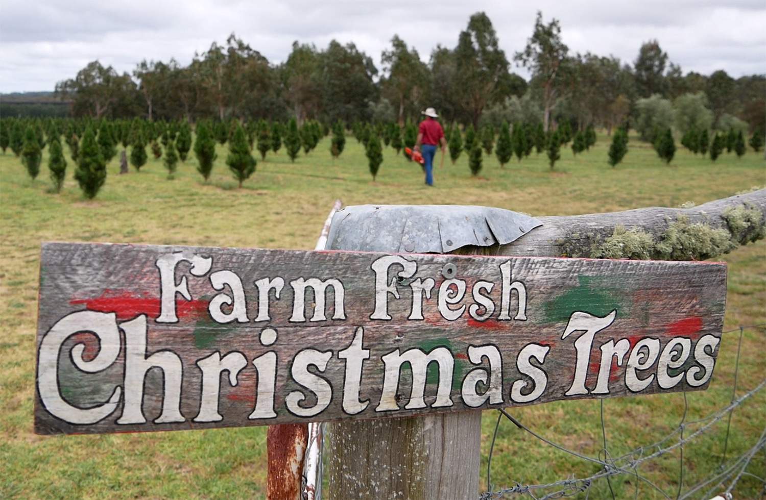 Meet the cattleman who swapped the drought for festive cheer on a ...