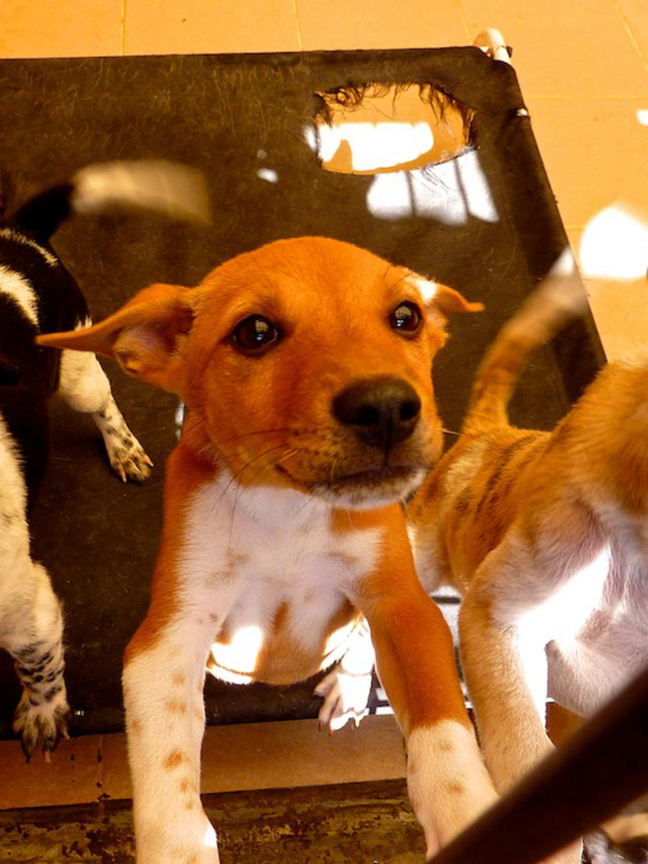 Rabies epidemic warning threat for Top End - ABC News