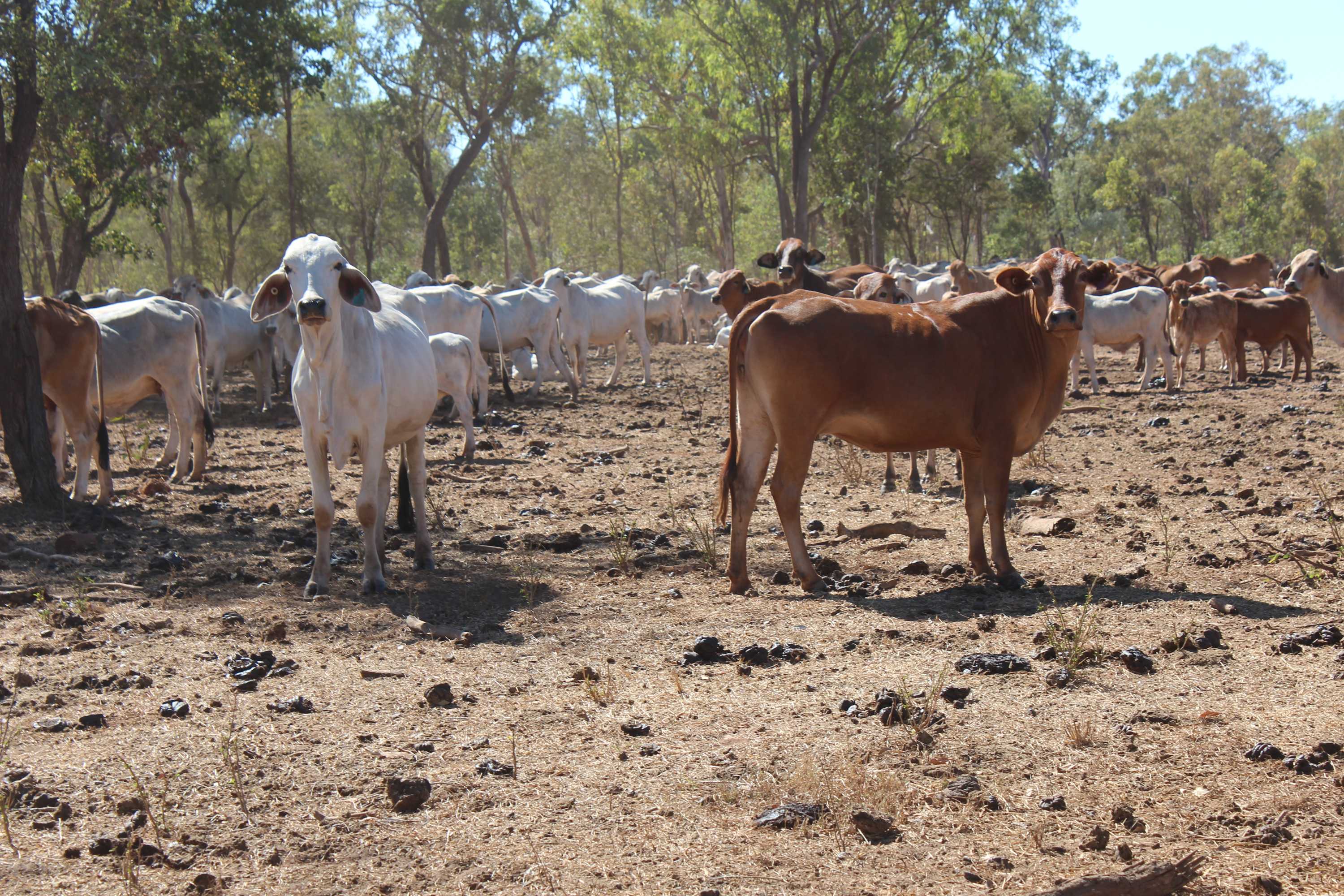Northern cattle producers turn to polled gene tests - ABC News