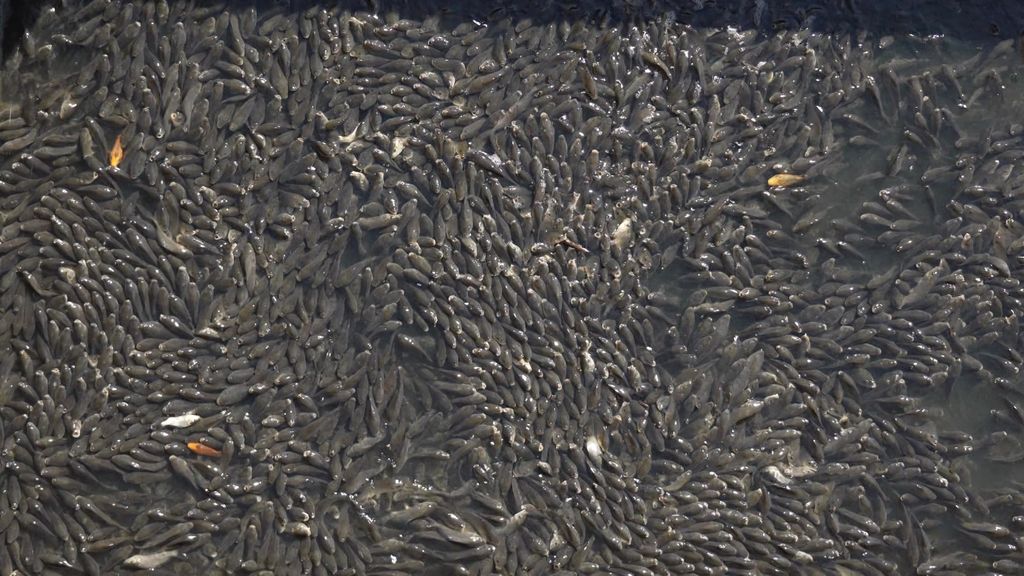 After explosion in carp numbers, push is on to release virus to kill ...