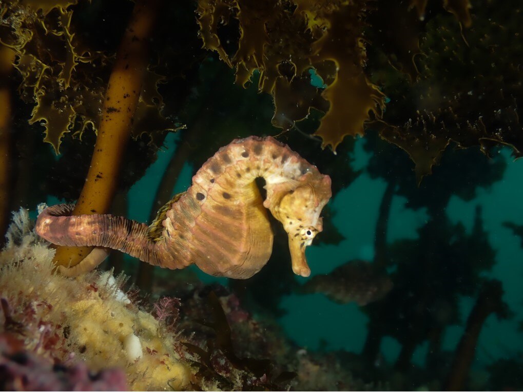 Hope for Tathra Wharf's big-belly seahorse colony following ...