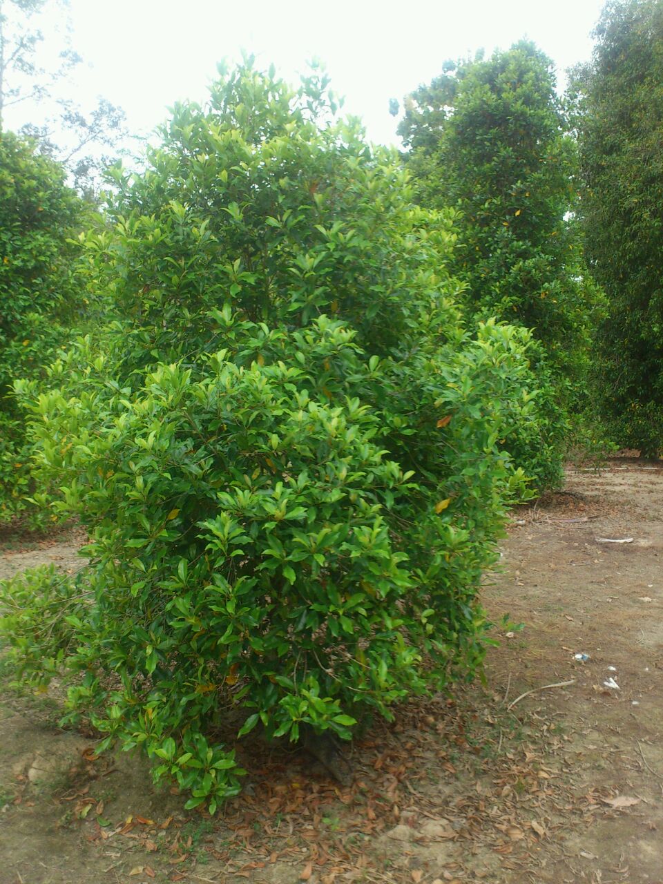 The kings of cloves: A look into Indonesia's clove empire - ABC News