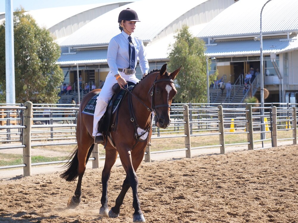 The evolution of Australian Stock Horse and its many changing faces in ...