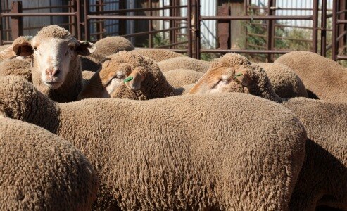 Sheep burned in truck accident at Bourke - ABC News