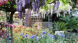 Spring plants, products & trends - ABC Adelaide