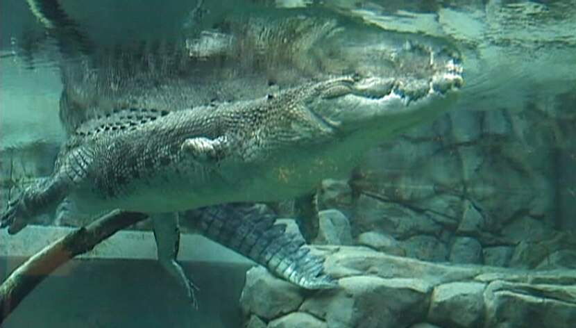 Croc 'cage of death' breaks with two inside - ABC News