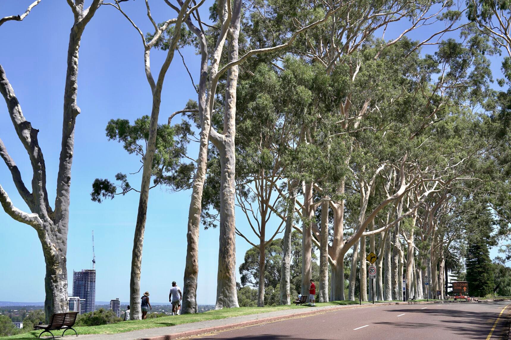 Tree branch falls on people gathered for Australia Day at Perth's Kings ...