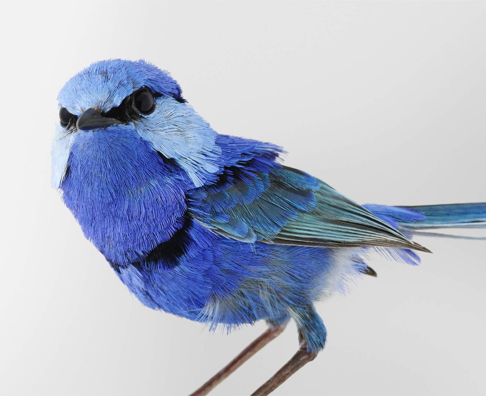 How Leila saw birds anew - ABC listen