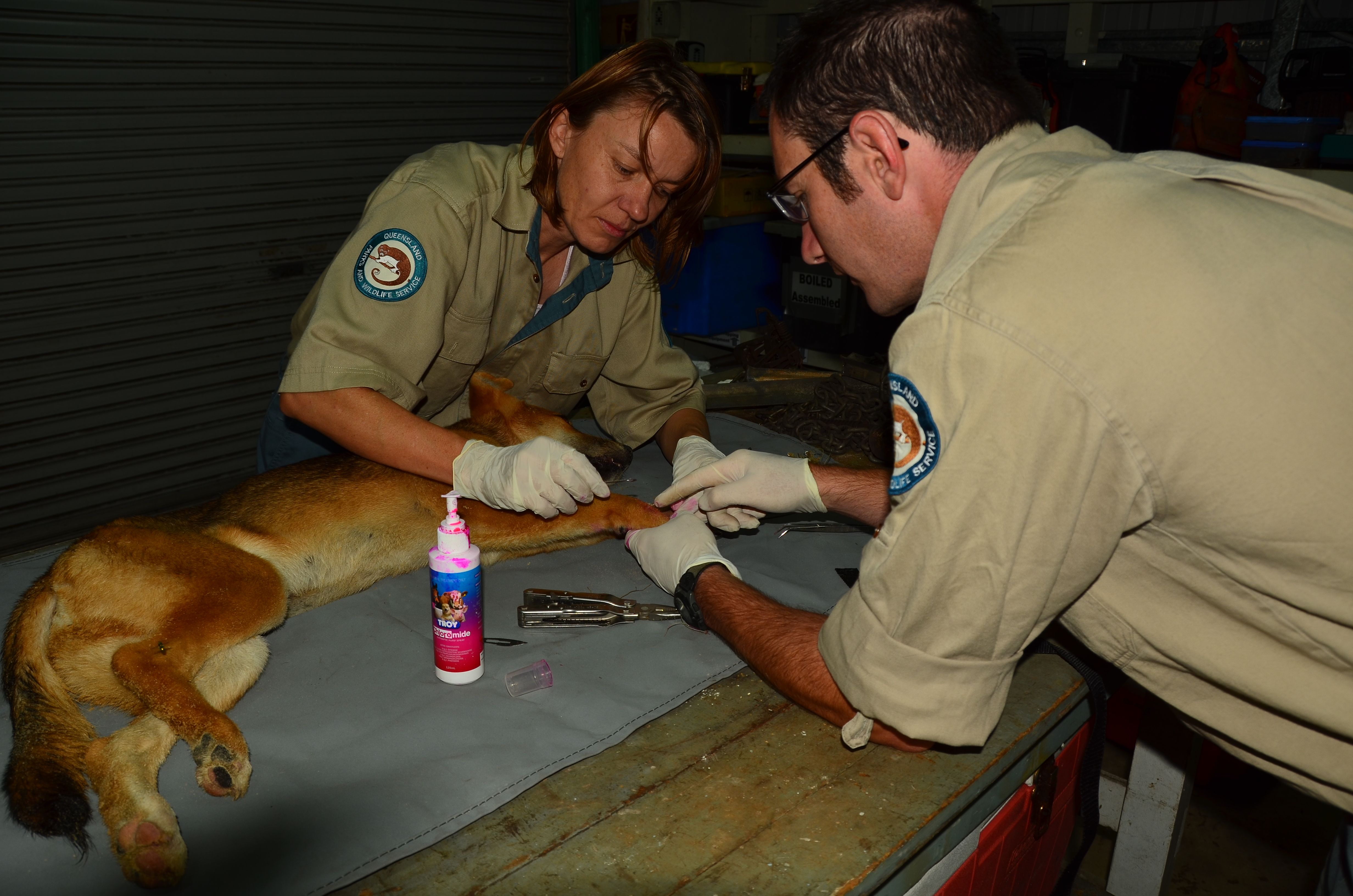 Dingoes and other wildlife on K'gari (Fraser Island) injured by ...