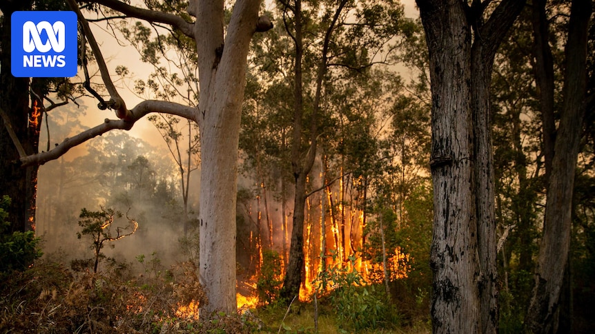 Tragedies relived as NSW Bushfire Coronial Inquiry hears closing ... Tragedies relived as NSW Bushfire Coronial Inquiry hears closing ...