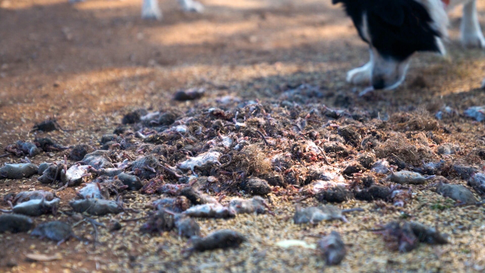 Mouse plague wreaks havoc as farmers spend thousands in desperate ...