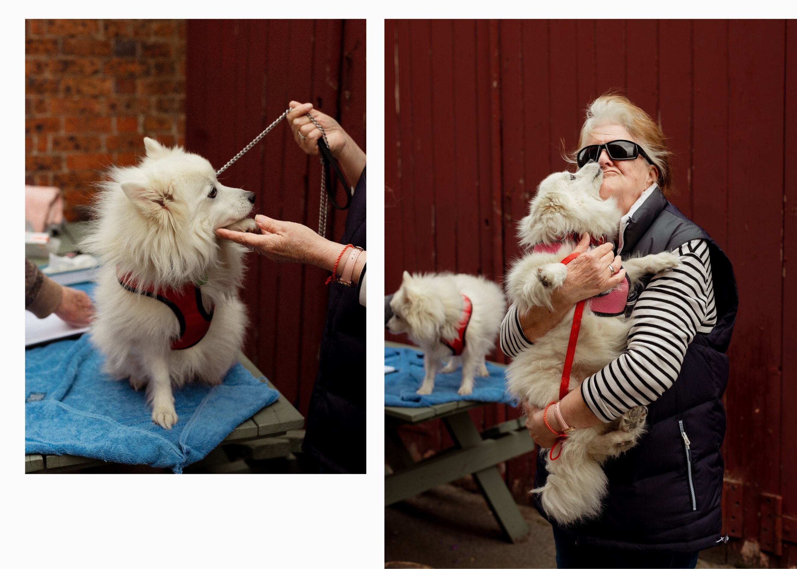 Pets in the park - ABC News