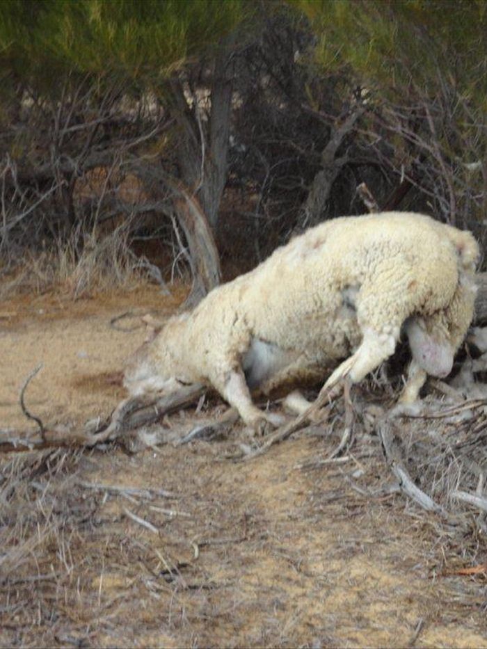Sheep death spike being blamed on city dogs as urban dwellers move to ...