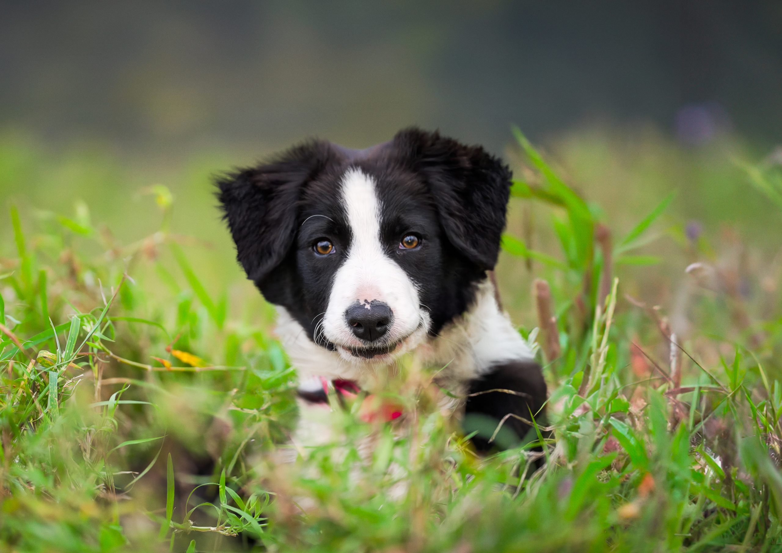 Muster Dogs – from pups to pros Season two of the smash hit series ...