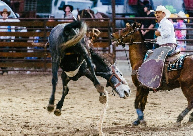 National peak rodeo body calls concerns of animal cruelty at Moruya ...