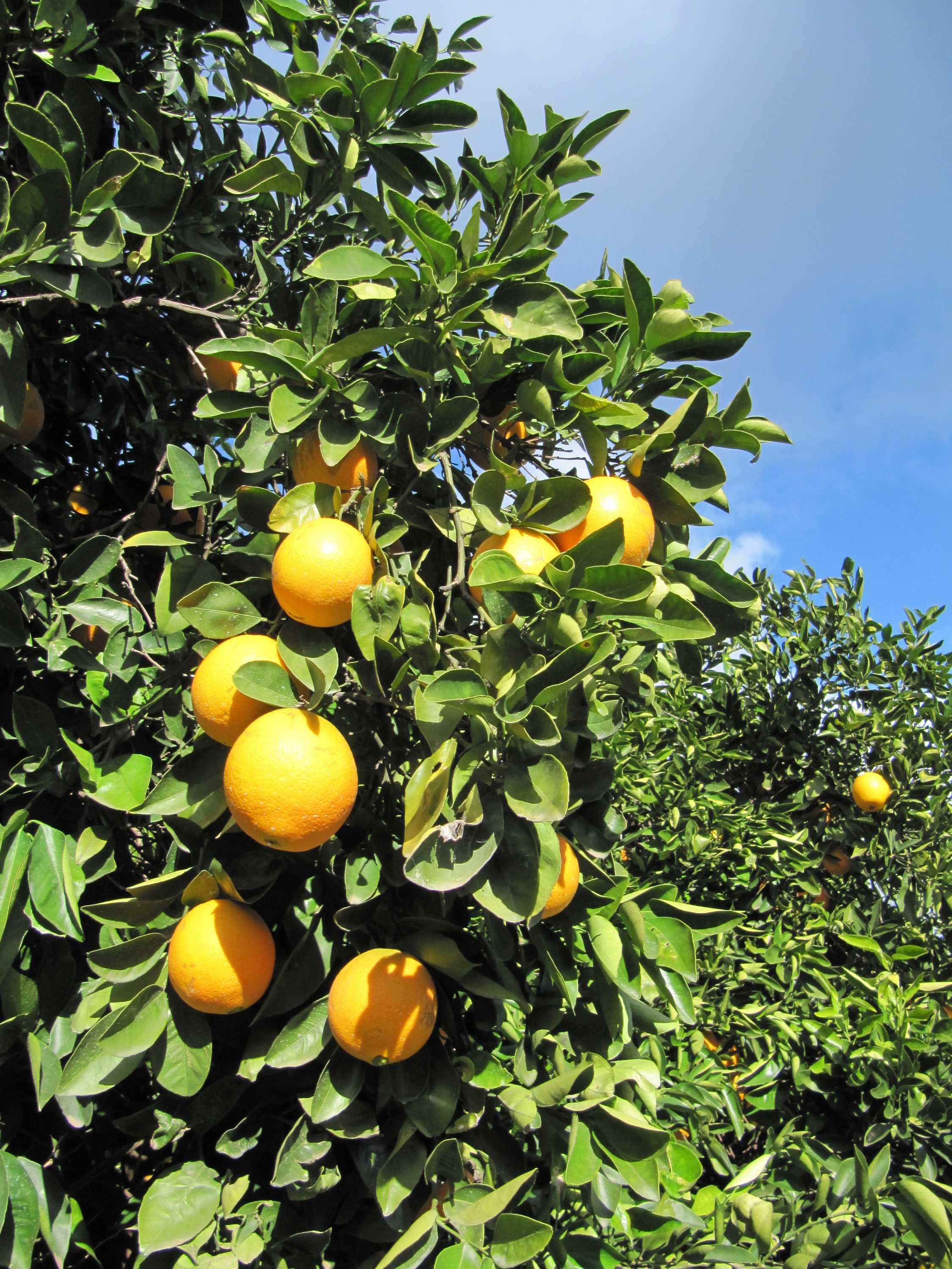 Citrus growers hoping to sweeten income with juice plant - ABC News