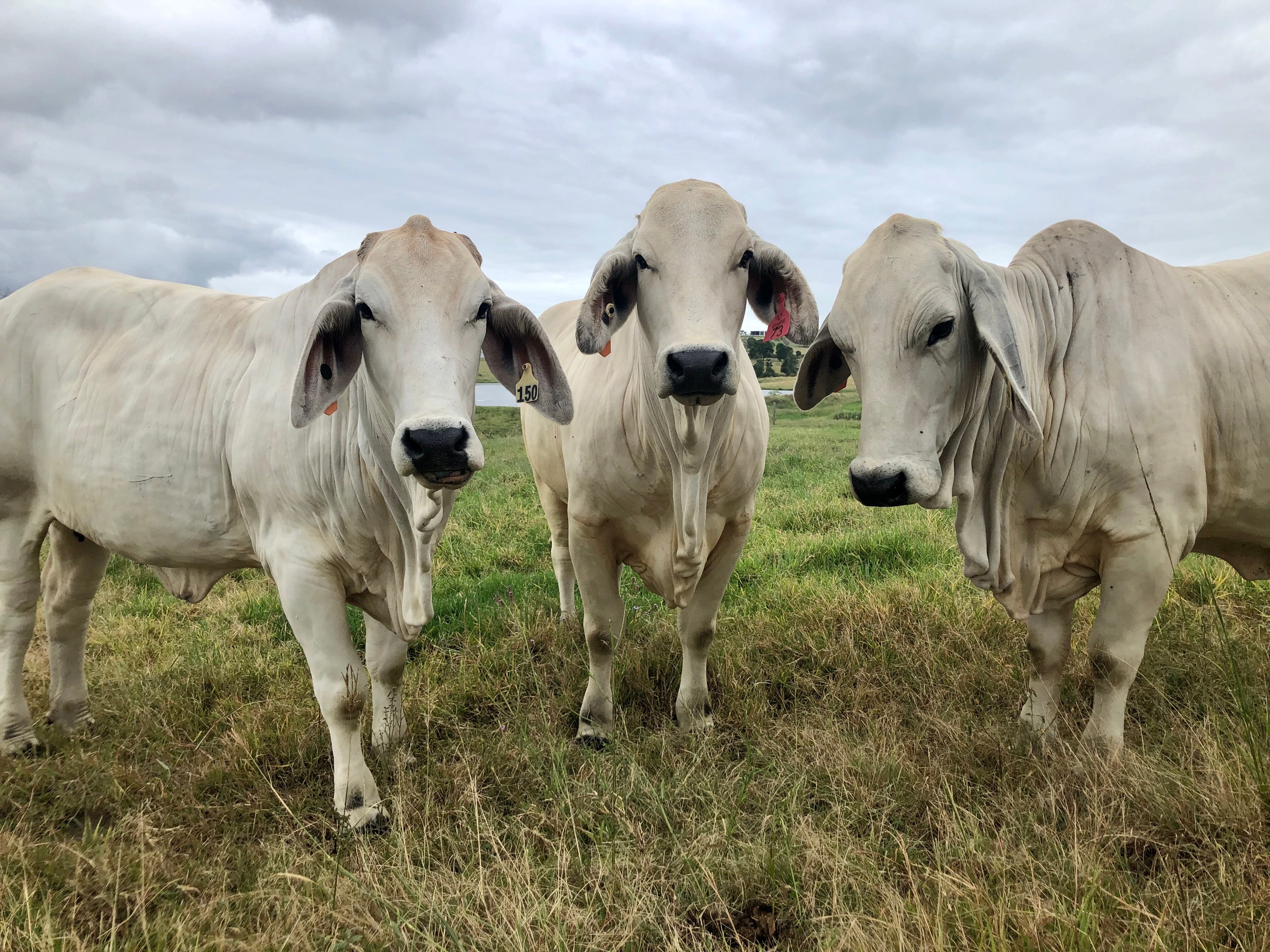 Stud cattle breeder Stuart Vollmerhausen recovering after being ...