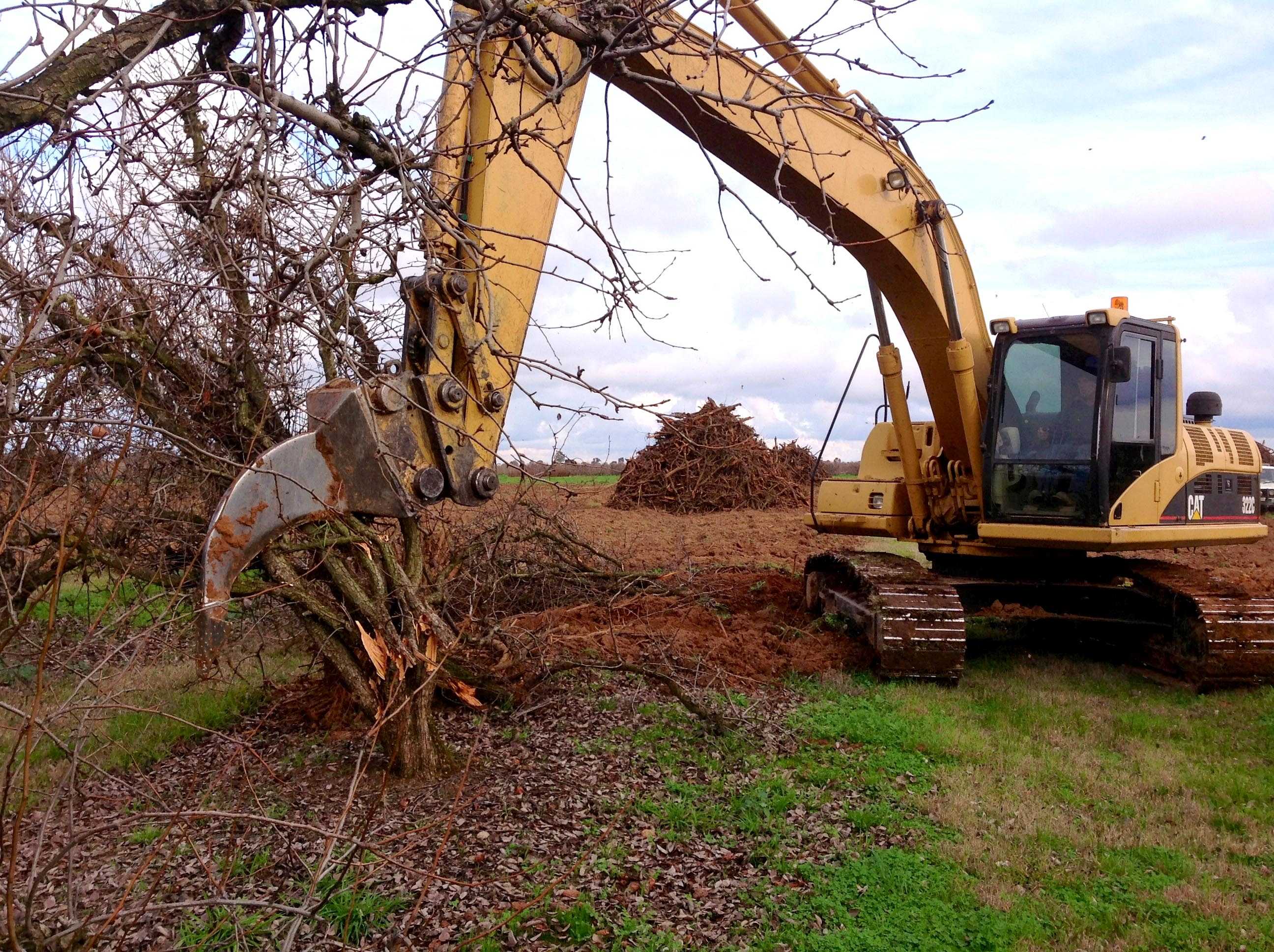 Heartbreak as farmers forced to rip up 60yo fruit trees - ABC News