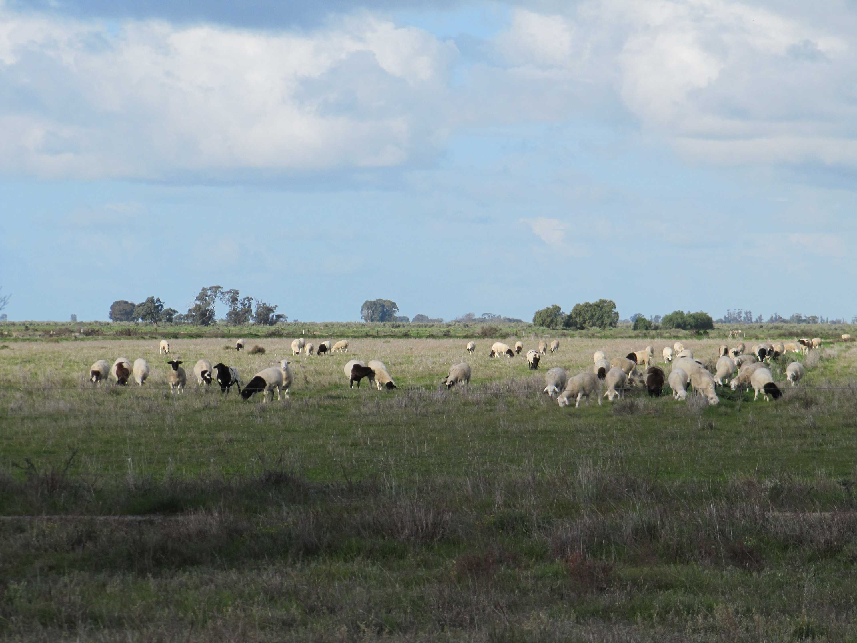 Wakool - 2710 - Location - ABC News