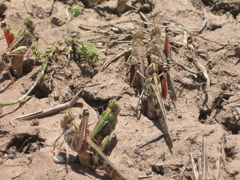 Warning locusts may become active after rain in parts of New South ...