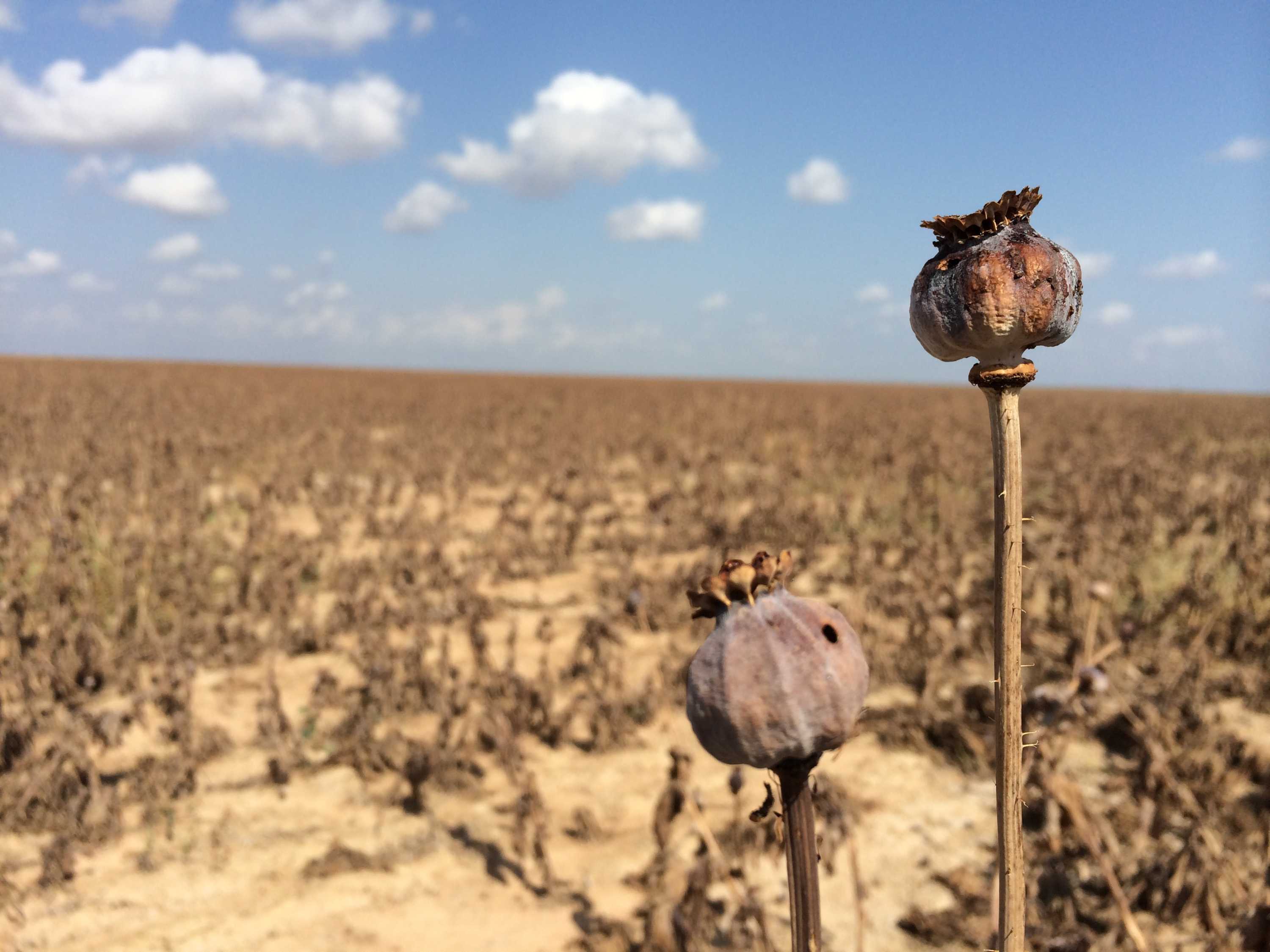 First commercial poppy crop in the Northern Territory ready for harvest ...