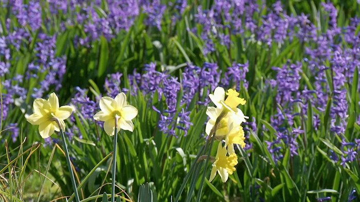Growing Bulbs - Gardening Australia