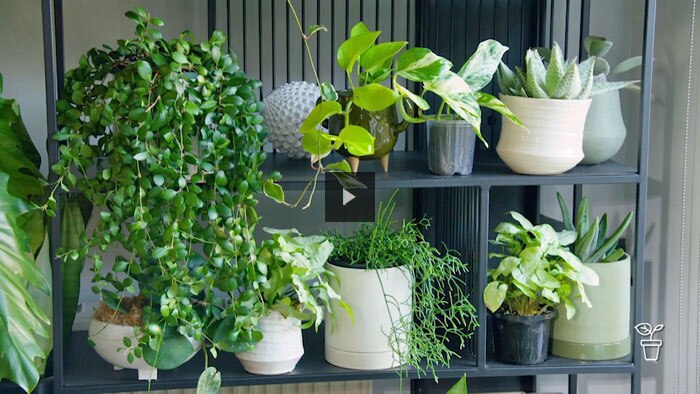 Indoor Plants - Gardening Australia