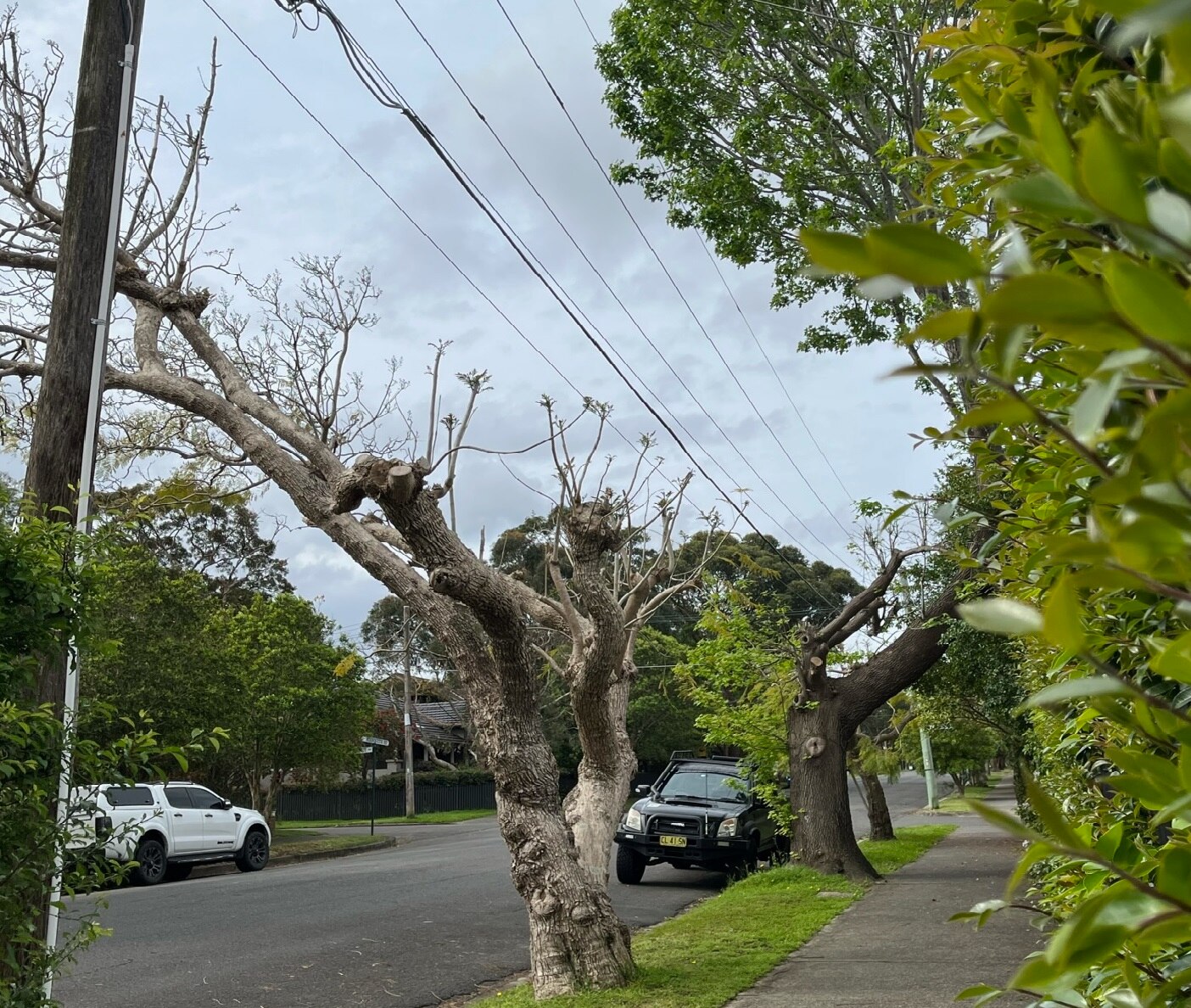 Pruning street trees around powerlines could be reduced under Ausgrid ...